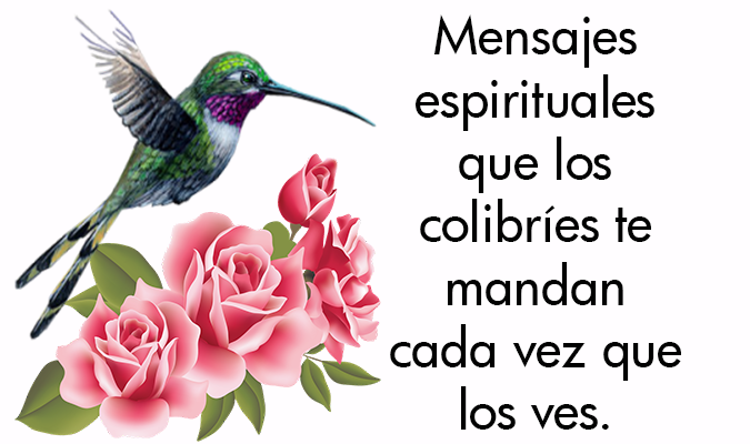 9 Mensajes espirituales que los colibríes quieren regalarte | Vive ...