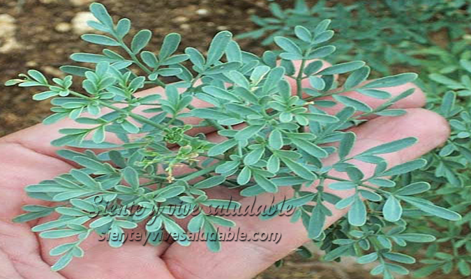 Se llama RUDA y se lo gano porque sus propiedades curativas son tan ...